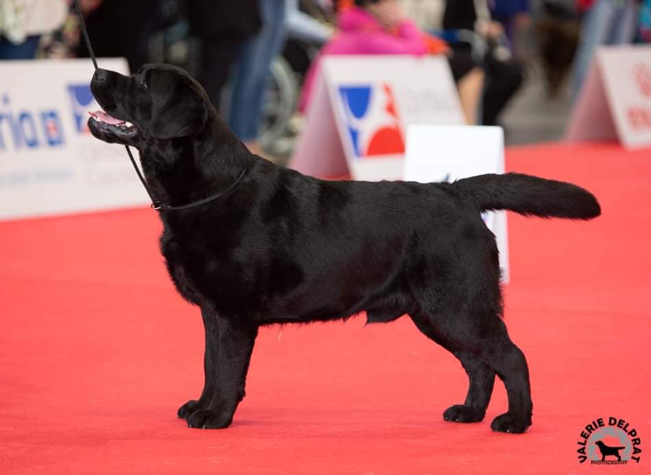 Jimi – Del Trango Labradores