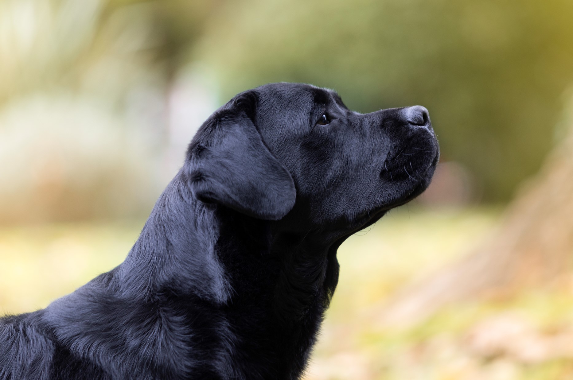 Jimi – Del Trango Labradores