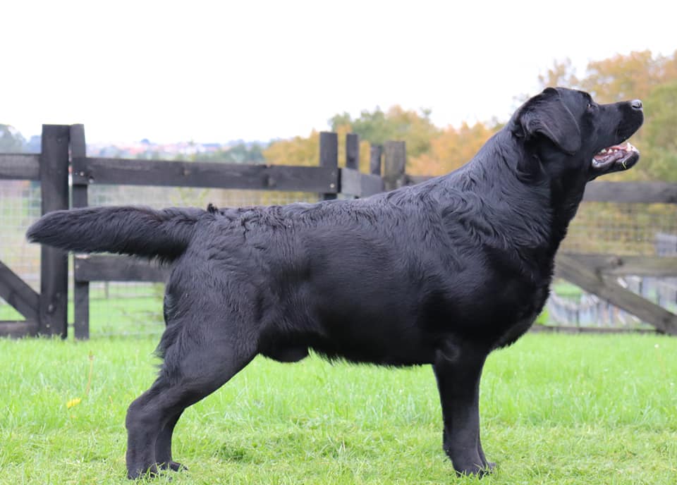 Riff – Del Trango Labradores