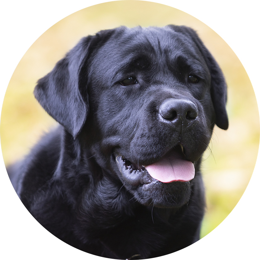 Ejemplares – Del Trango Labradores