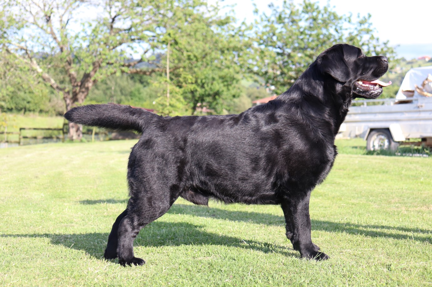 Jimi – Del Trango Labradores