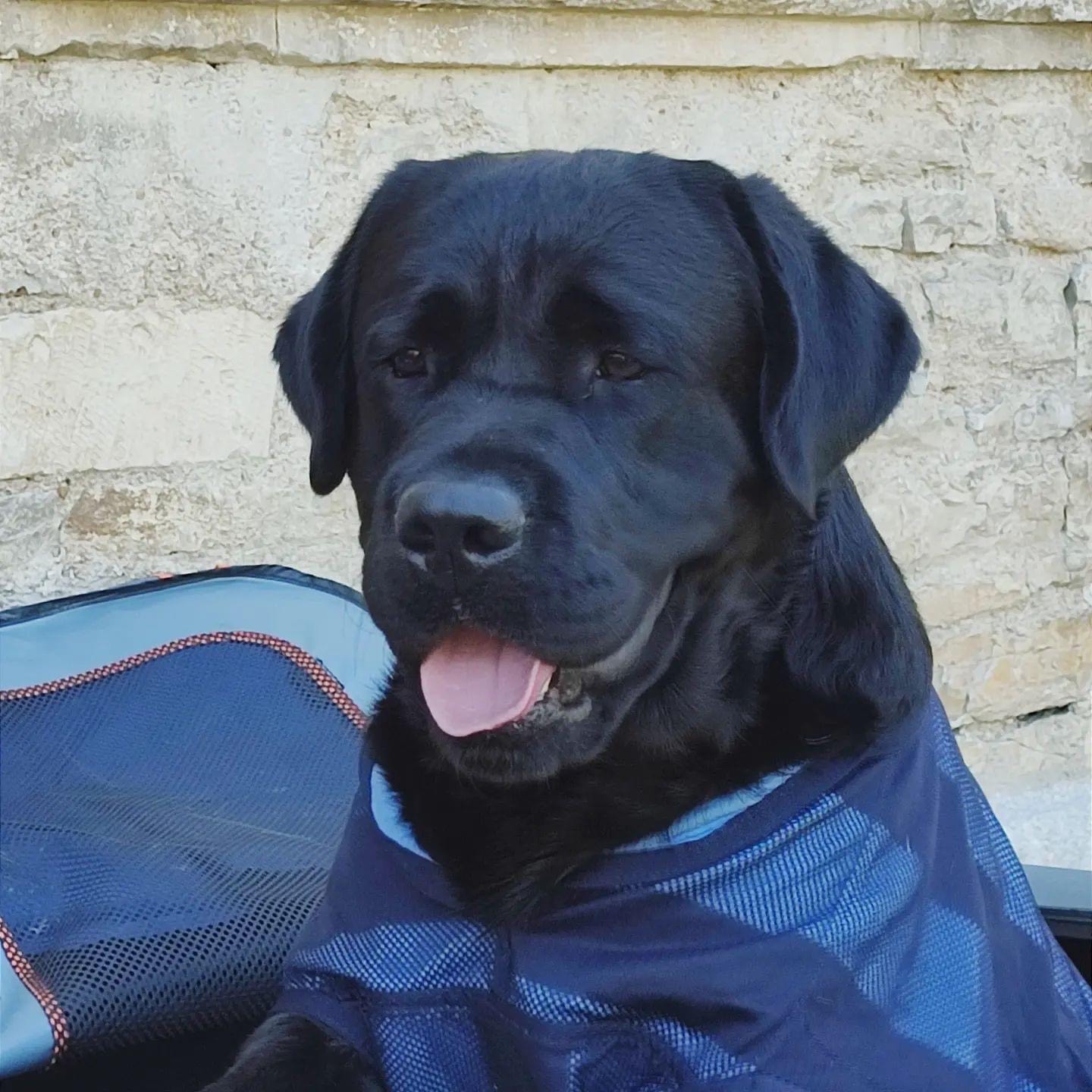 Jimi – Del Trango Labradores